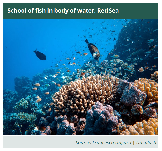 Exploring the linkages between the ocean and biodiversity | Convention ...